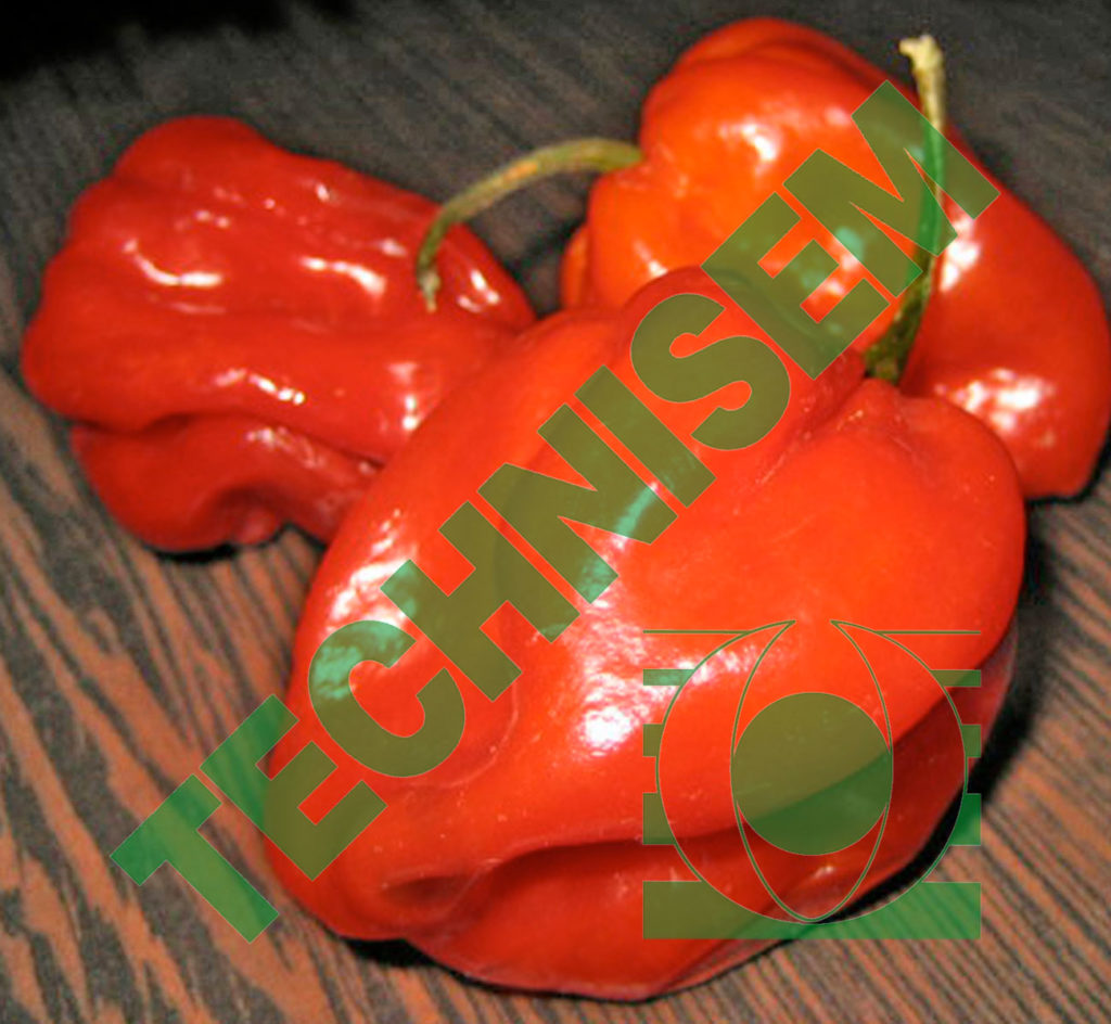 Piment Avenir F1 – Boutique Tropicasem